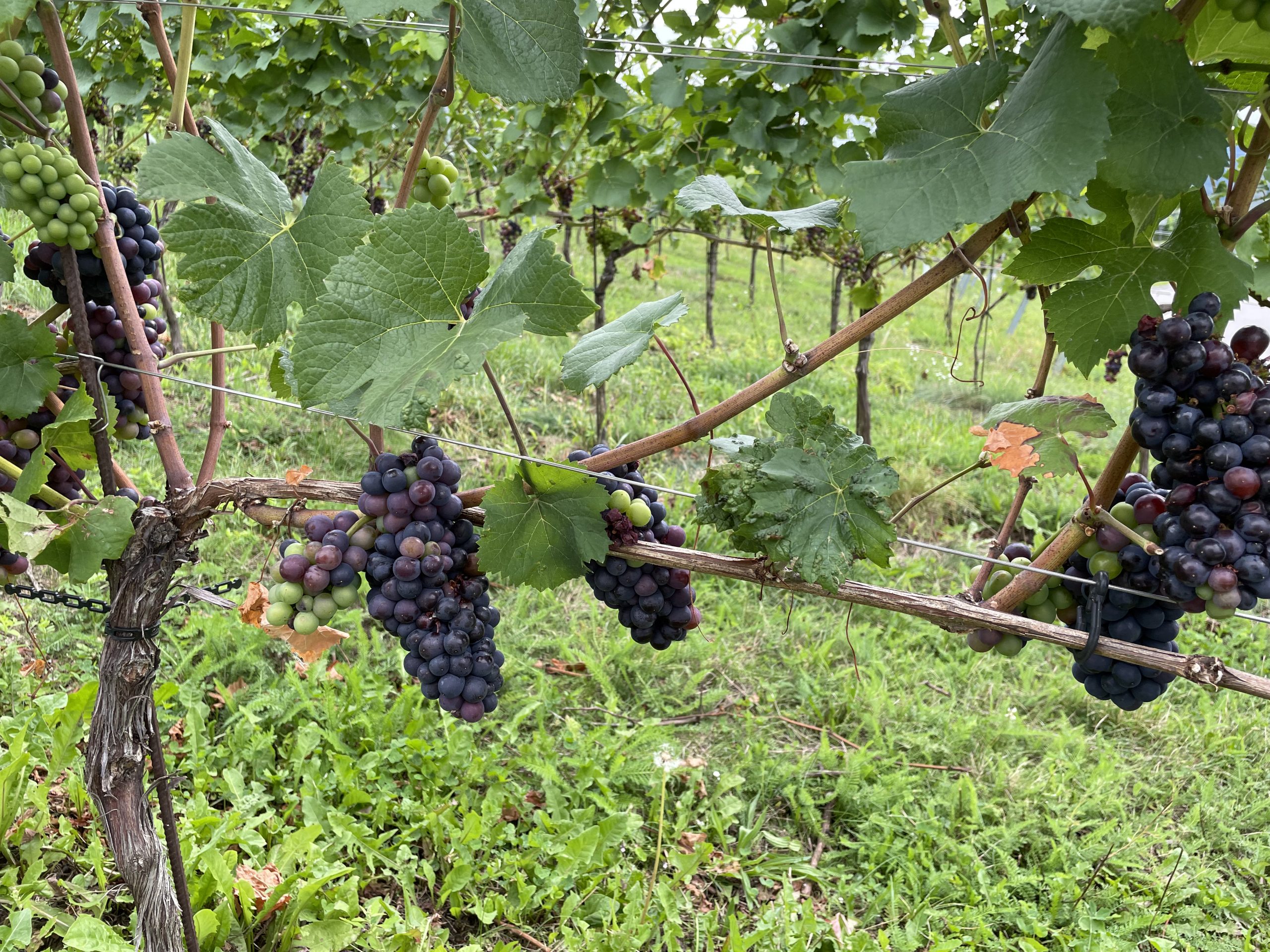 Kärnten, Weingut Burg Taggenbrunn Blog 07 – ICJ Ambassador